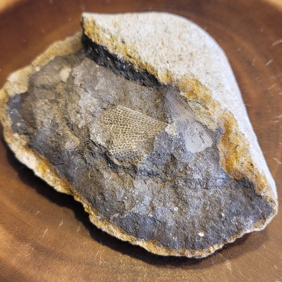 Natural | Accents | Authentic Ancient Fenestella Bryozoan Fossil ...